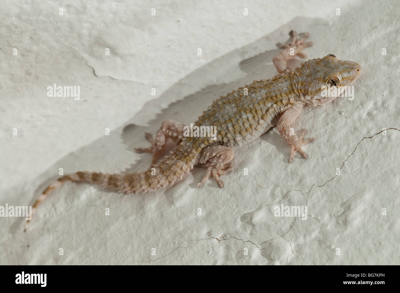 Moorish Gecko (Tarentola mauritanica) stalking insects on an outdoors ...