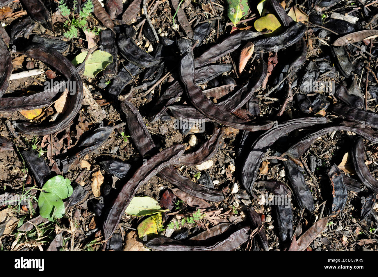 Seed pods on a tree hi-res stock photography and images - Alamy