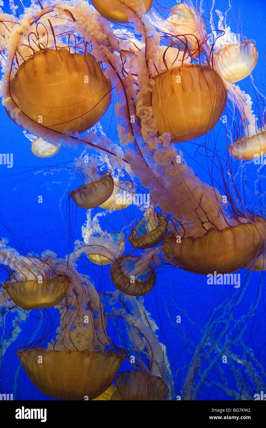 Giant Deep Sea Jellyfish