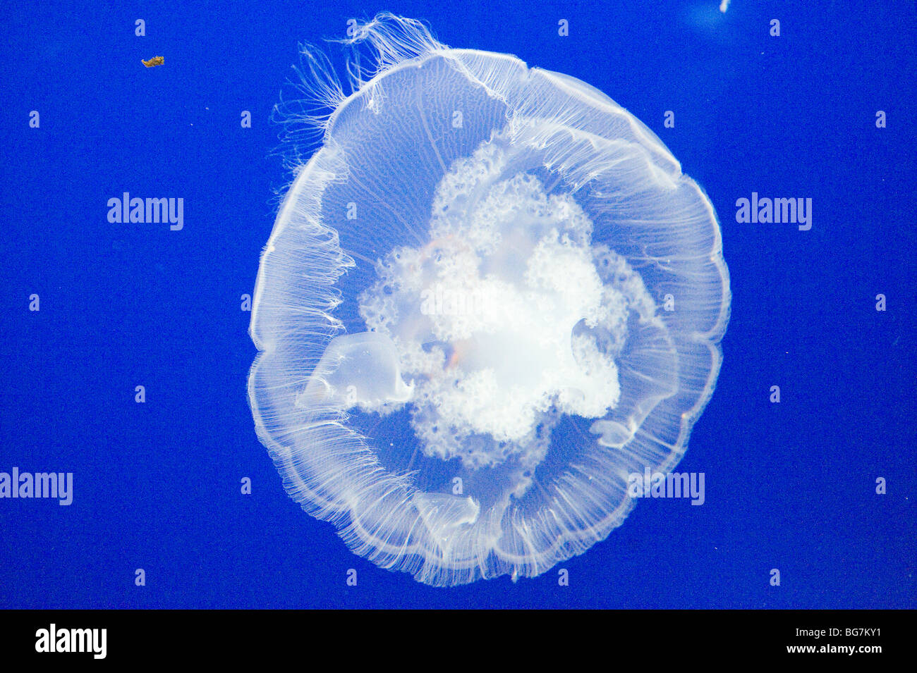 Spineless fish hi-res stock photography and images - Alamy