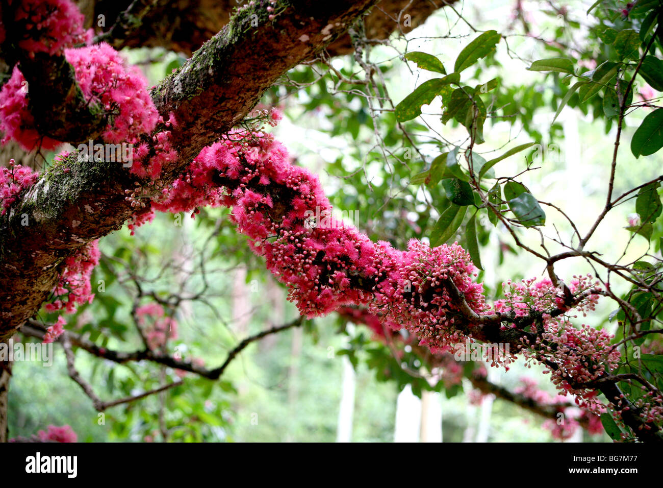 Cauliflory hi-res stock photography and images - Alamy