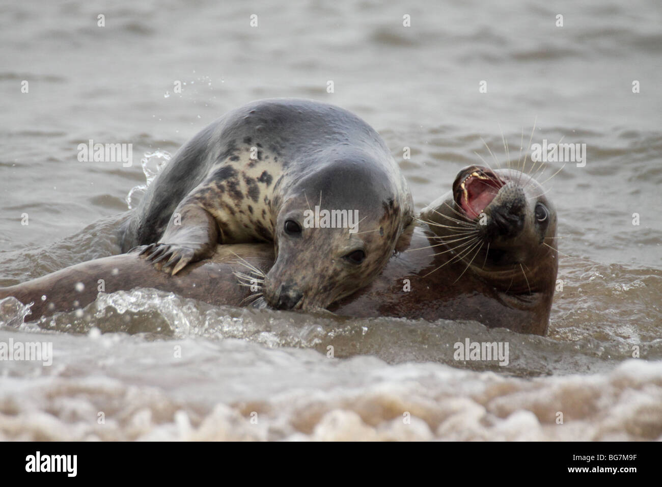 atlantic grey seal halichoerus grypus Stock Photo - Alamy