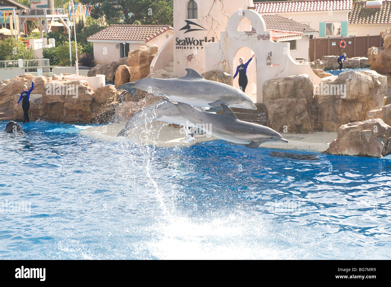 An amazing dolphin show at SeaWorld Stock Photo - Alamy