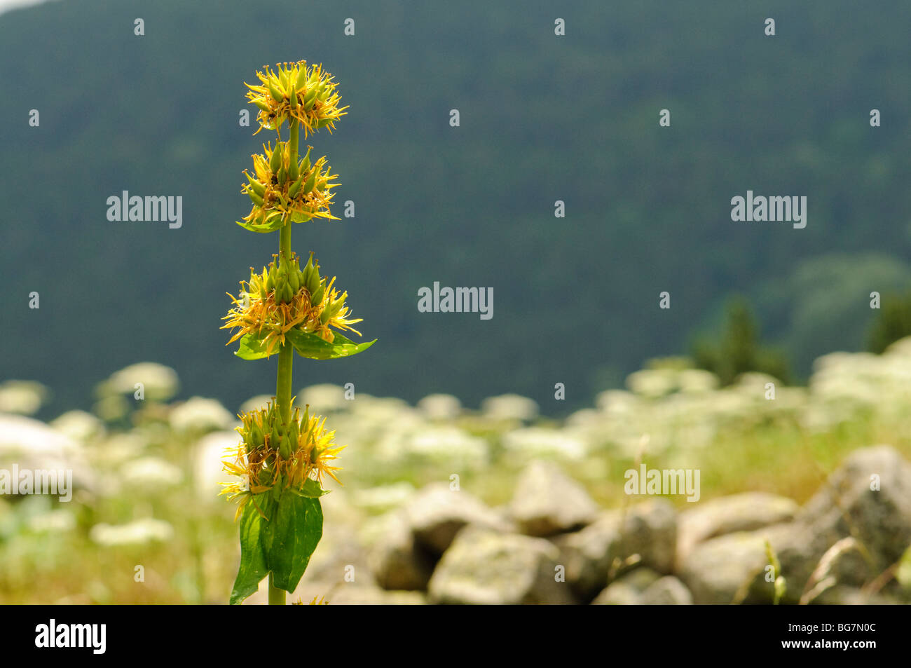 Mountain wildflower, Pyrenees, Spain Stock Photo - Alamy