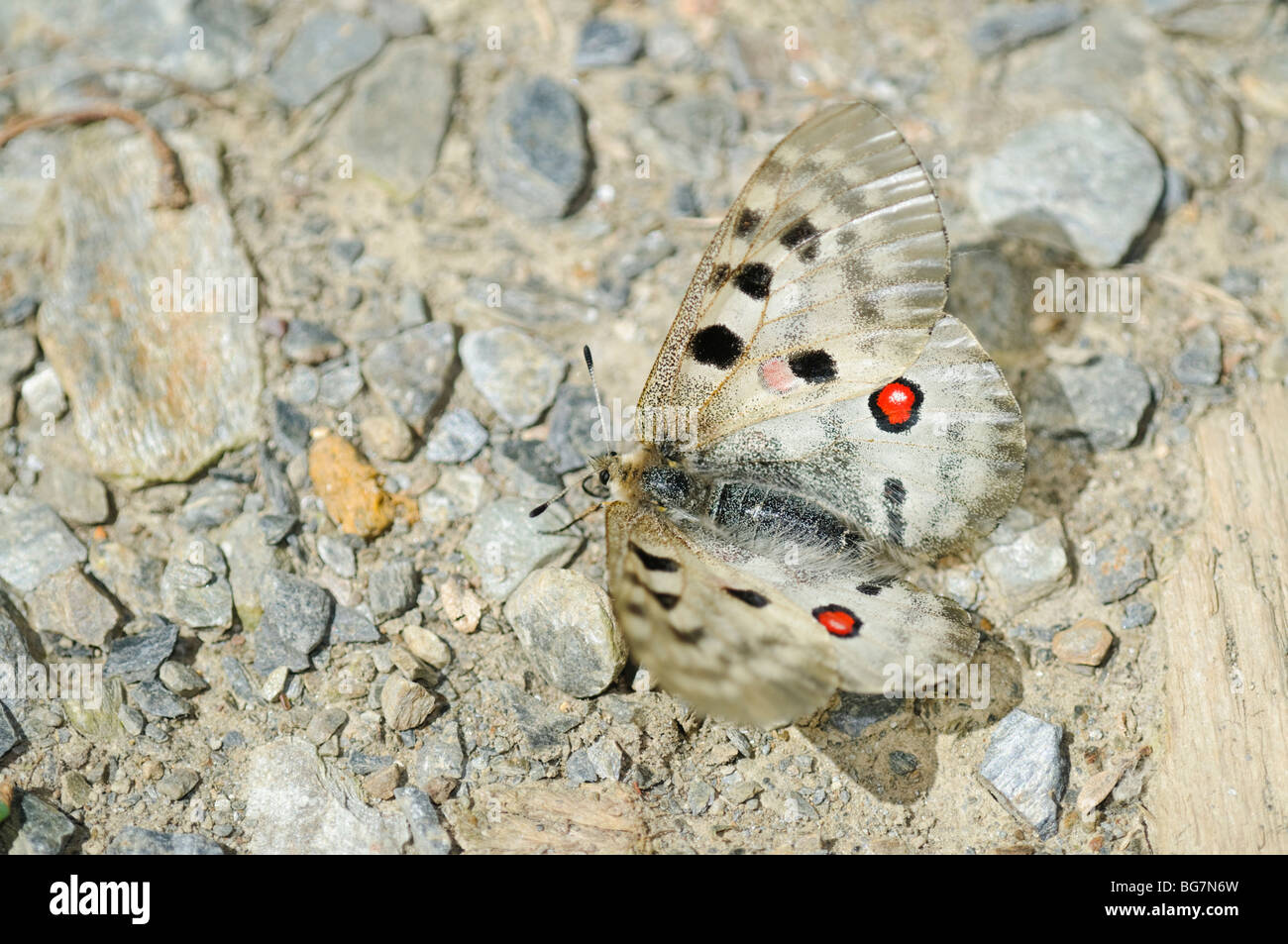 Large butterfly hi-res stock photography and images - Alamy