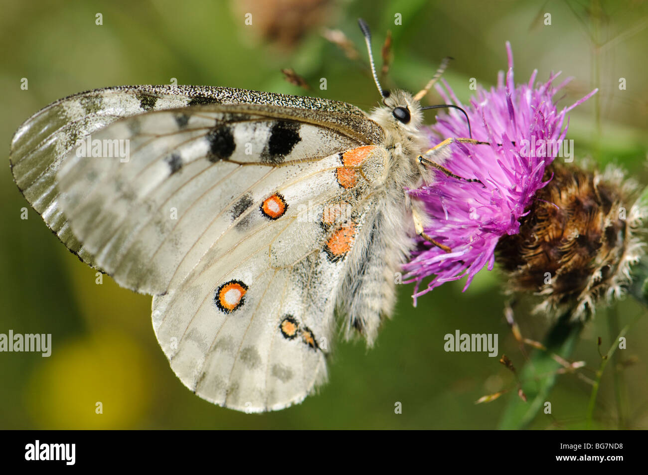 Parnassius butterfly hi-res stock photography and images - Alamy
