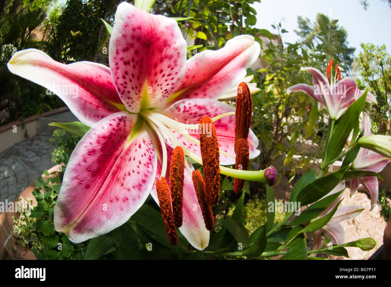 Garden flower, Spain Stock Photo - Alamy