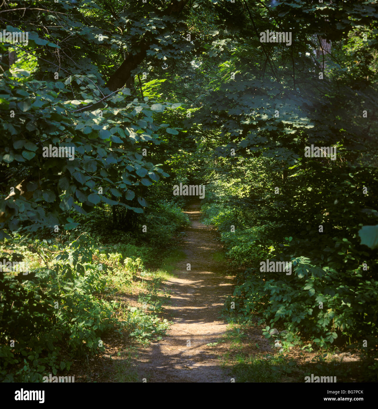 Footpath in a summer forest. Sunny day Stock Photo - Alamy