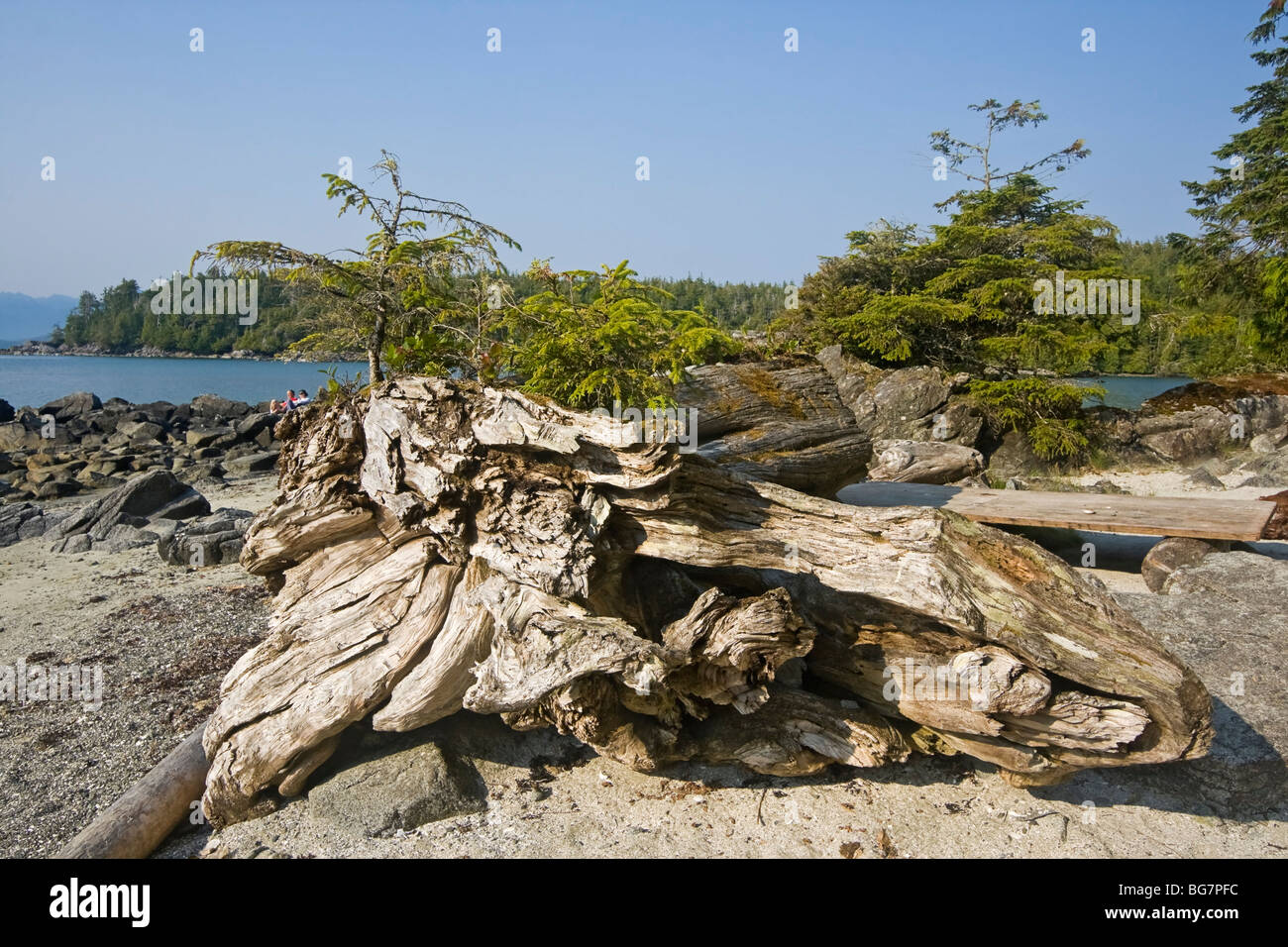 Hemlock tree hi-res stock photography and images - Alamy