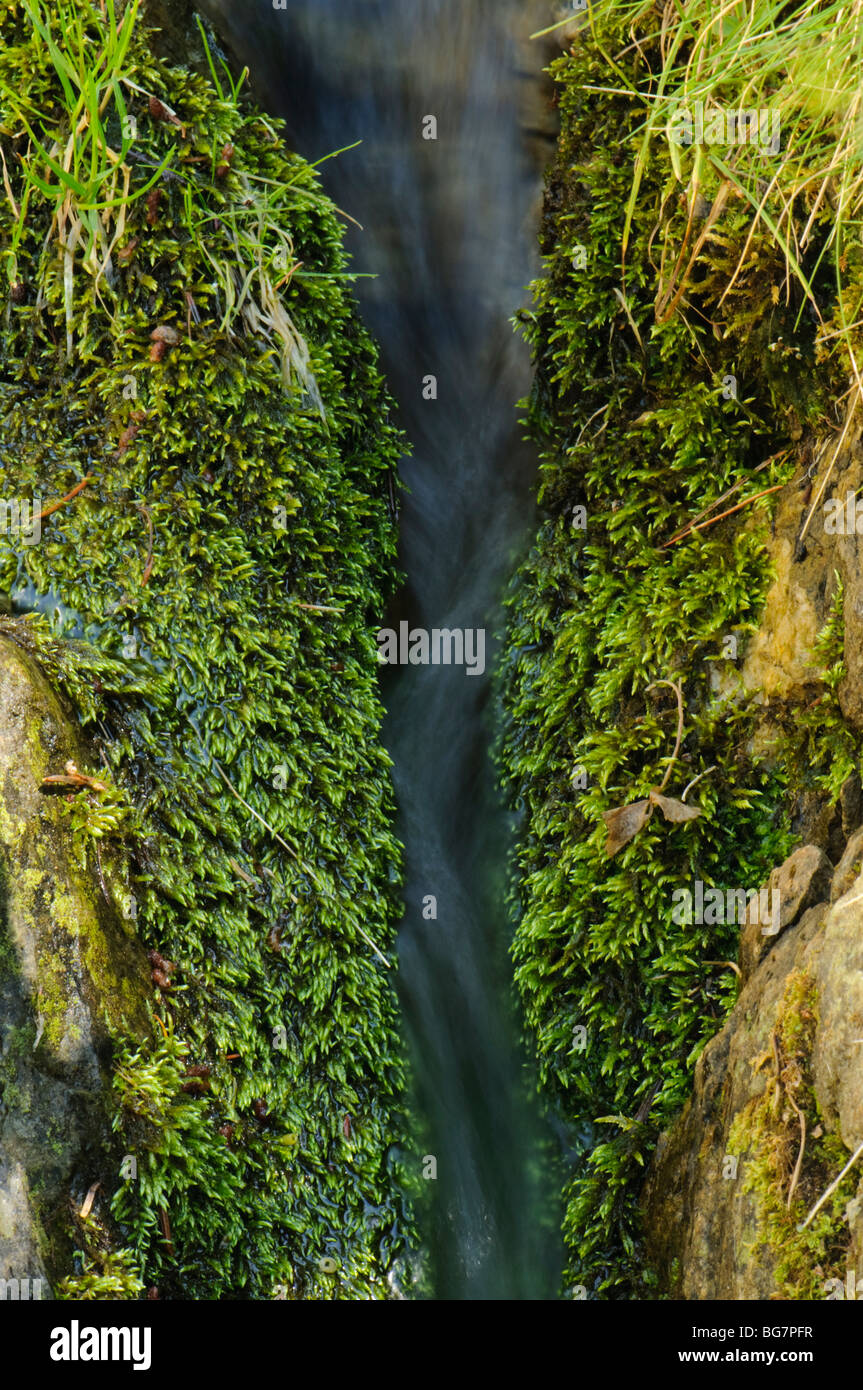 Small water stream running across moss bed, Pyrenees, Spain Stock Photo ...