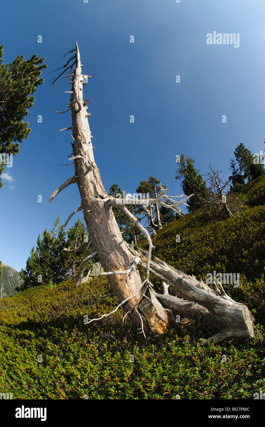 Dead trunk hit by lightning in Pyrenees mountains, Spain Stock Photo ...