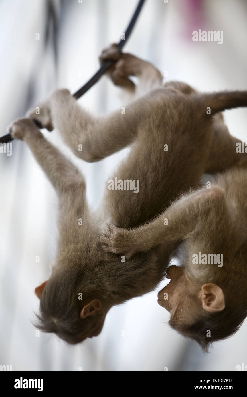 Biting cables hi-res stock photography and images - Alamy
