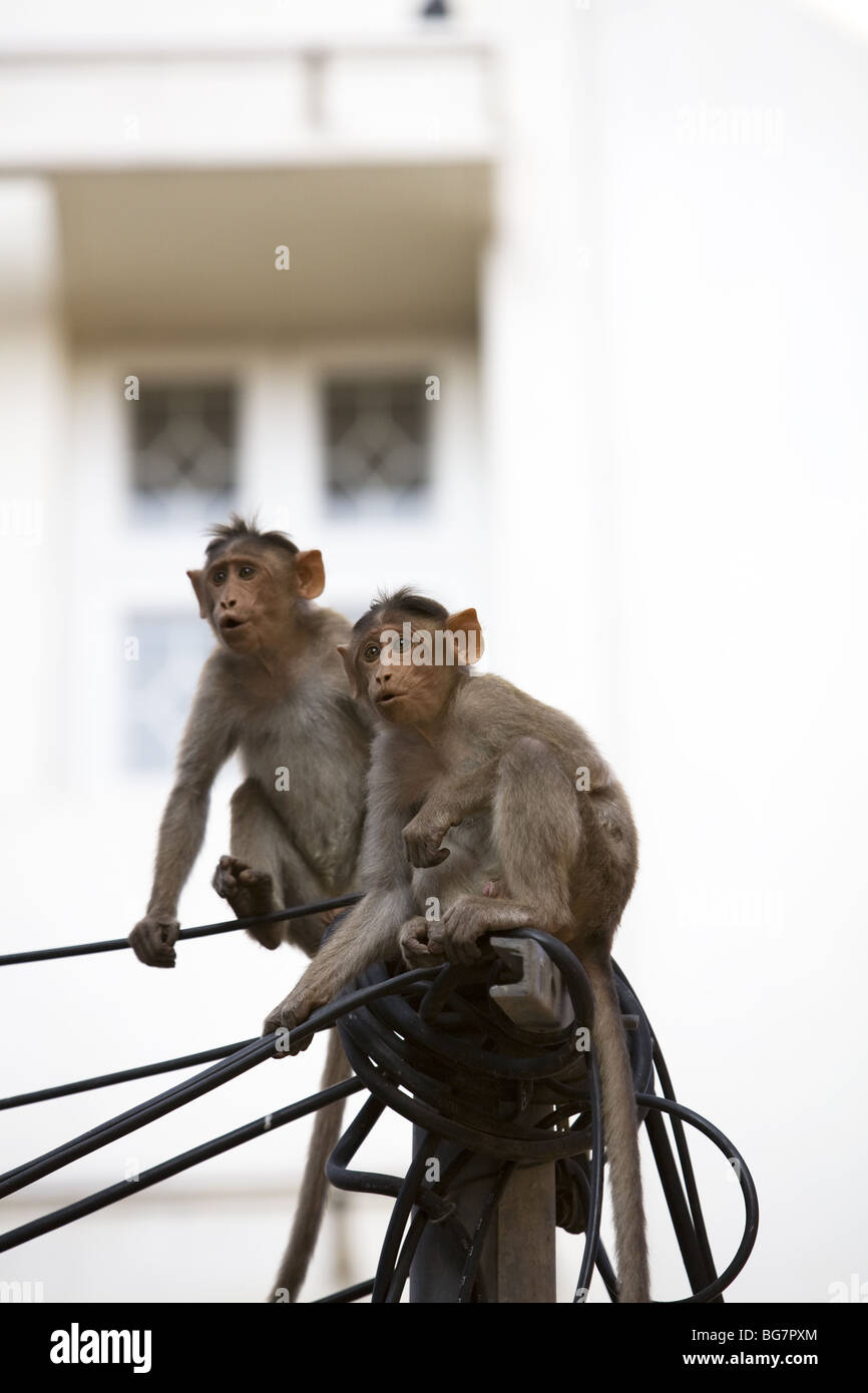 Acrobatic monkeys hi-res stock photography and images - Alamy