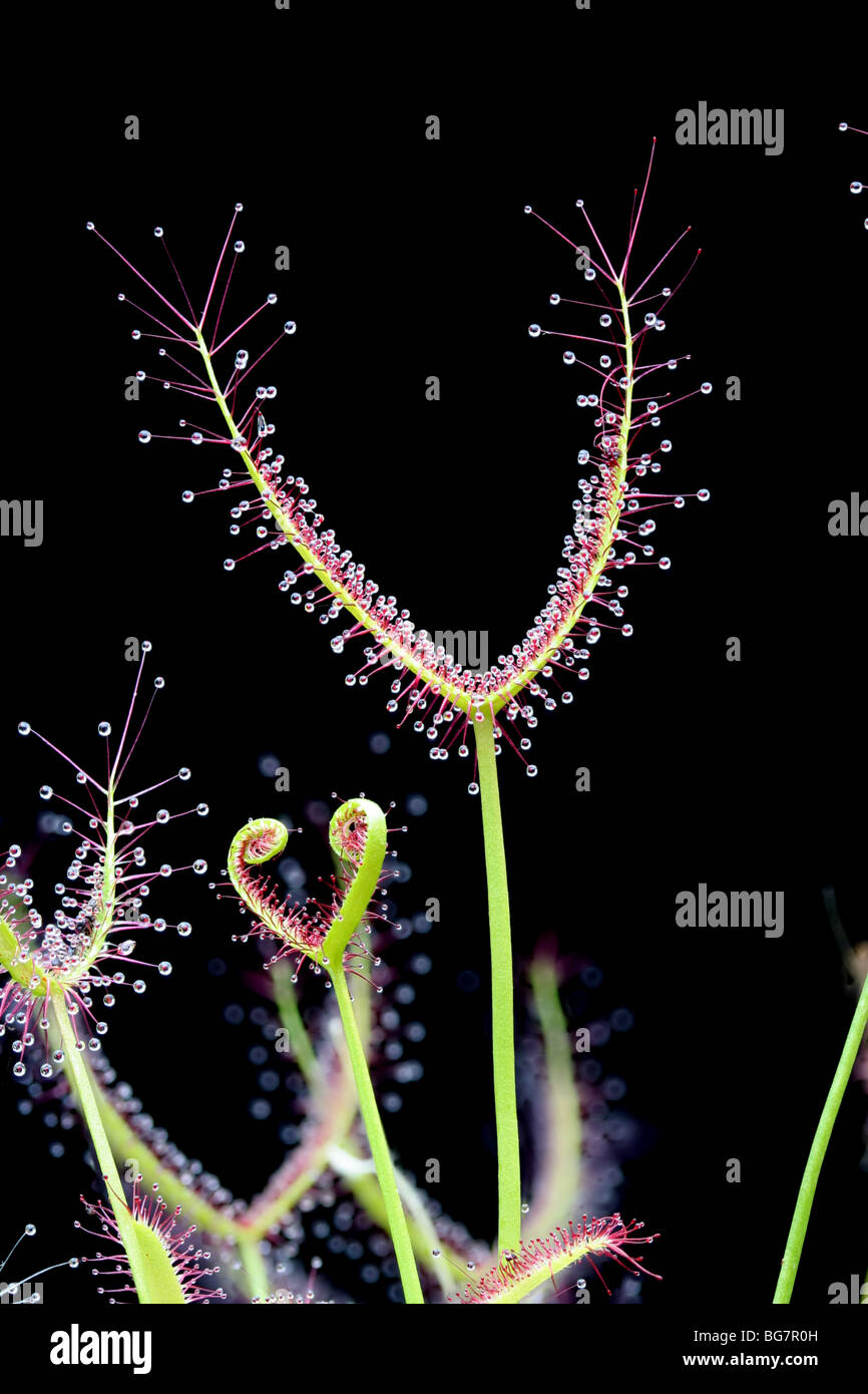 Sundew, Drosera binata Stock Photo - Alamy