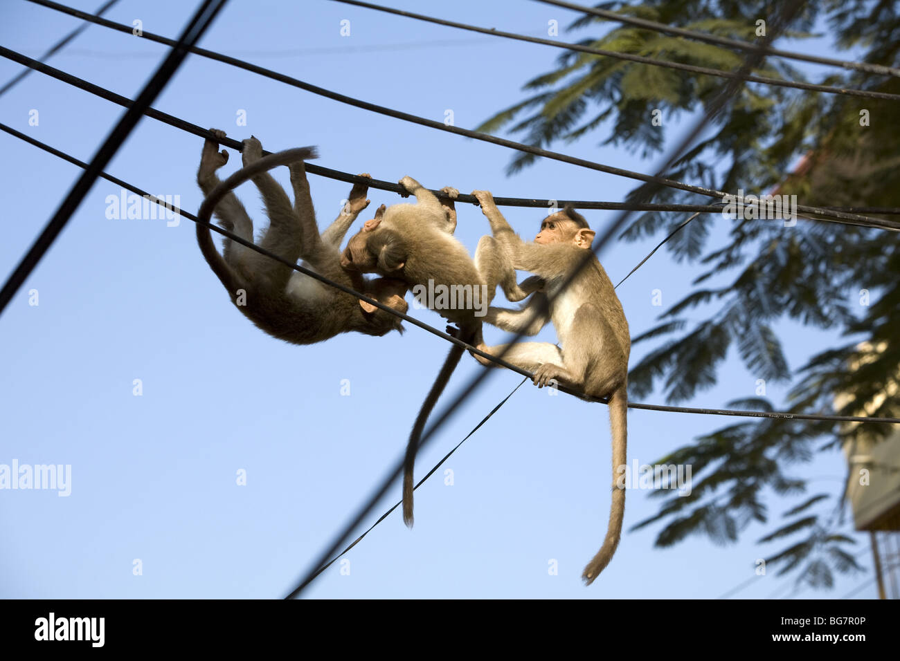 Monkeys body with brown hair hi-res stock photography and images - Alamy