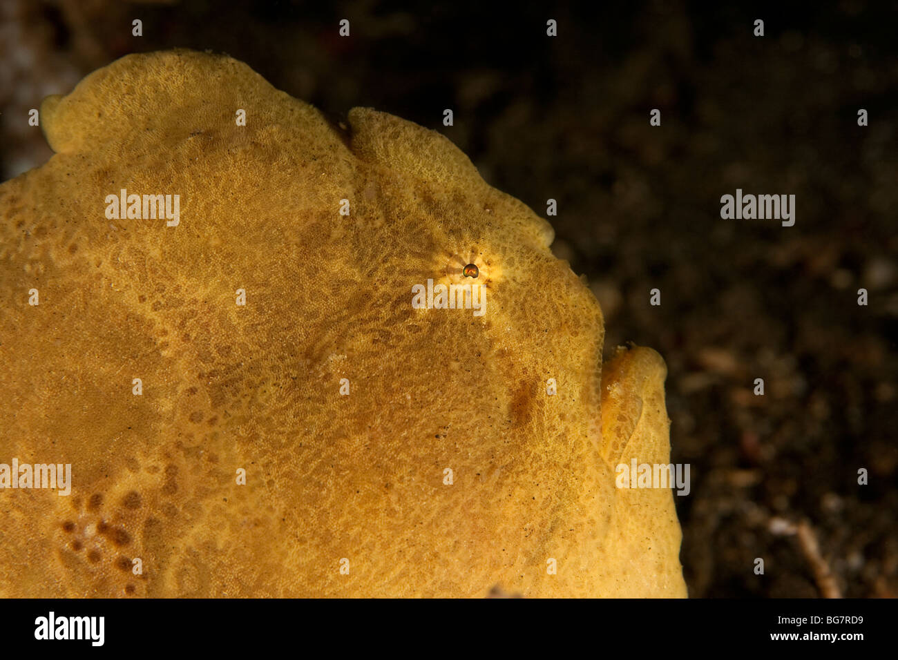 Giant Frogfish (Antennarius commersoni), Lembeh Strait, North Sulawesi ...