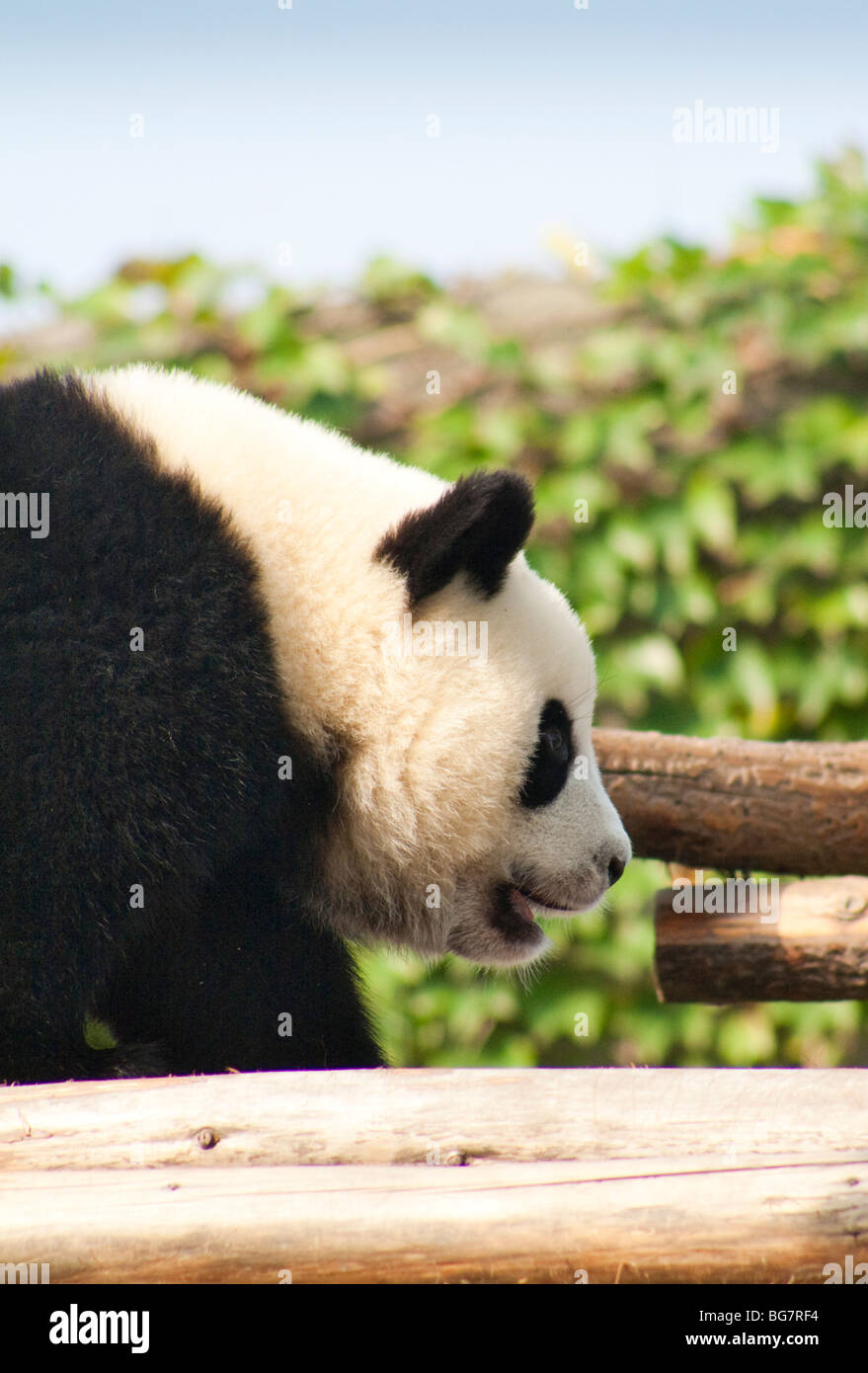 Panda research program hi-res stock photography and images - Alamy