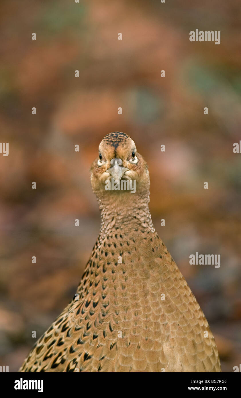 Common Pheasant female close up portrait Stock Photo - Alamy