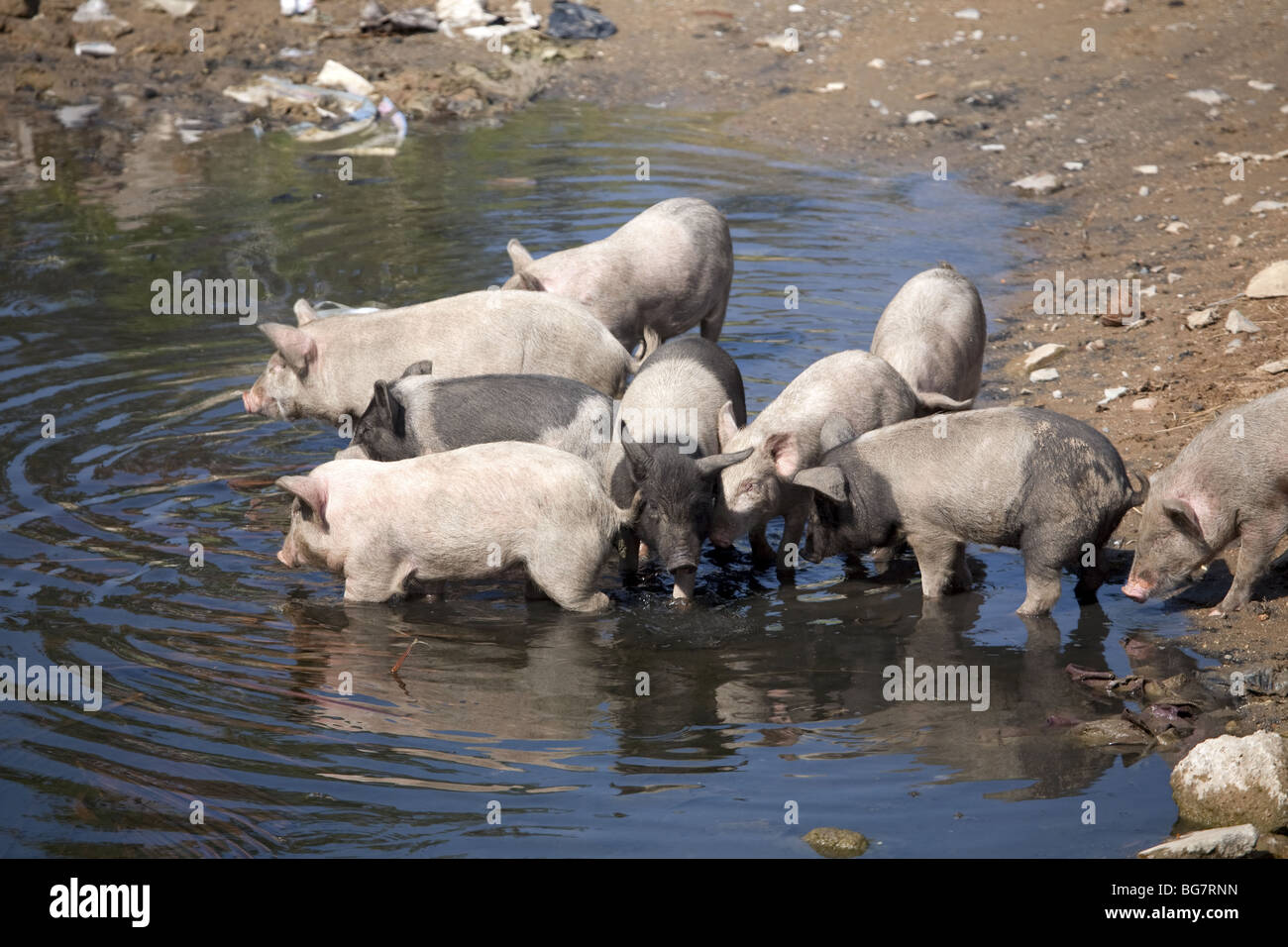 Pigs drinking water in India Stock Photo - Alamy