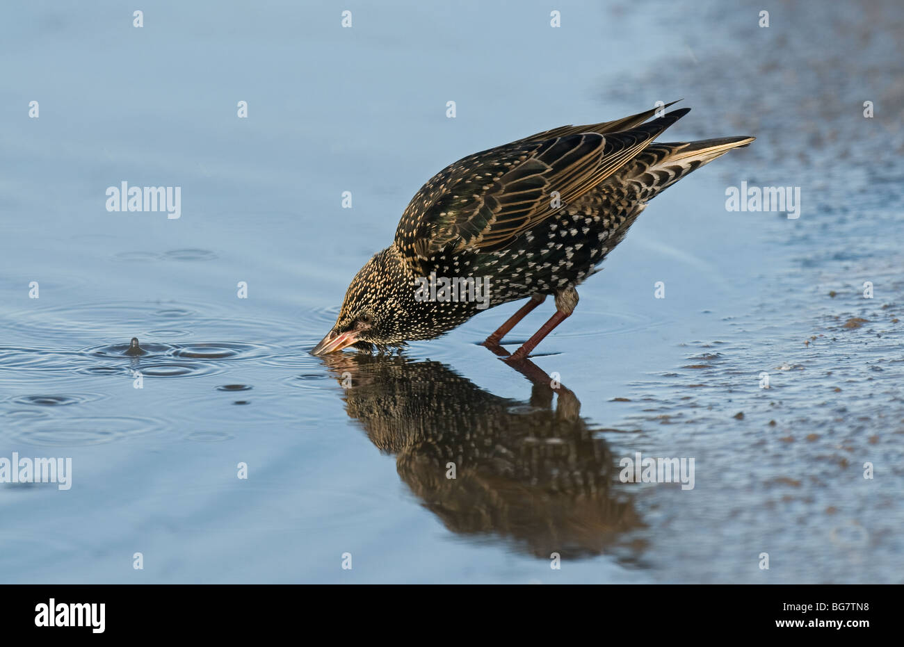 Common Starling drinking in pool Stock Photo - Alamy