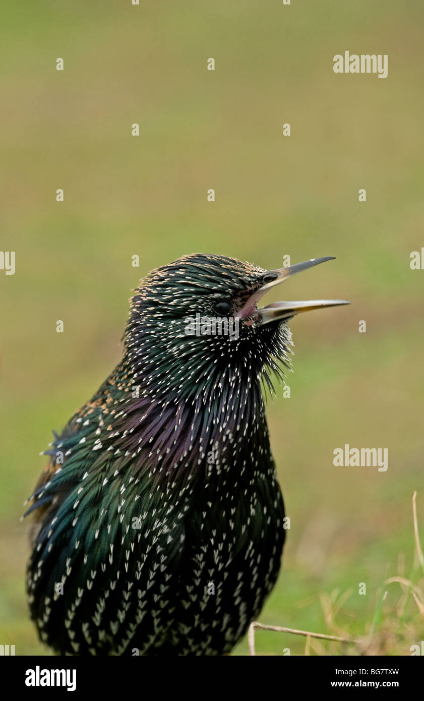 Common starling singing hi-res stock photography and images - Alamy