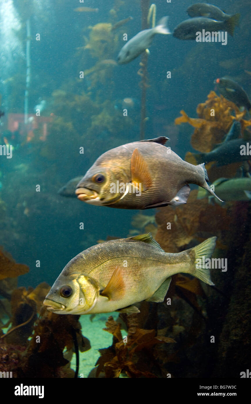 Fish in aquarium Stock Photo - Alamy