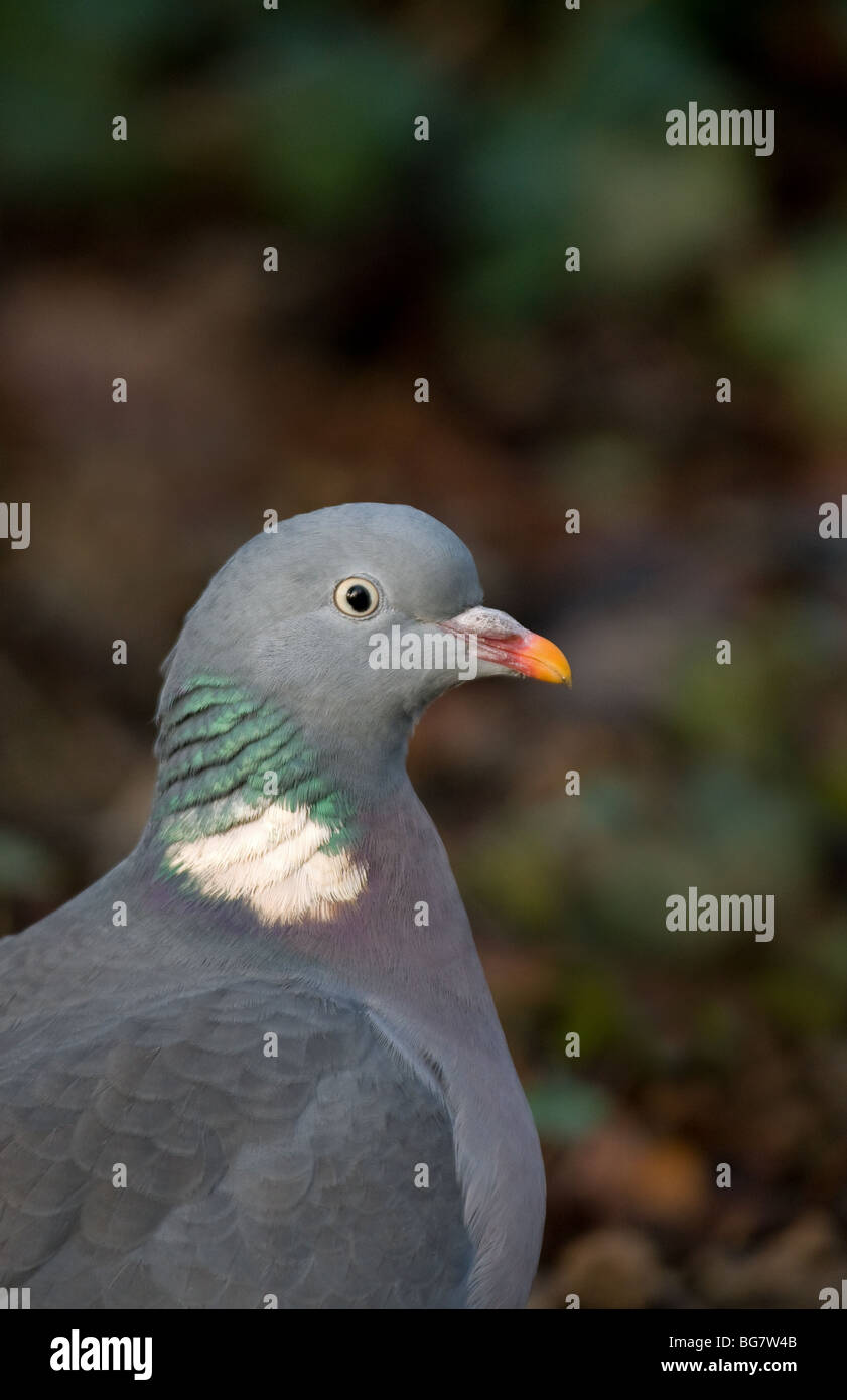 Columba palumbus head shot hi-res stock photography and images - Alamy