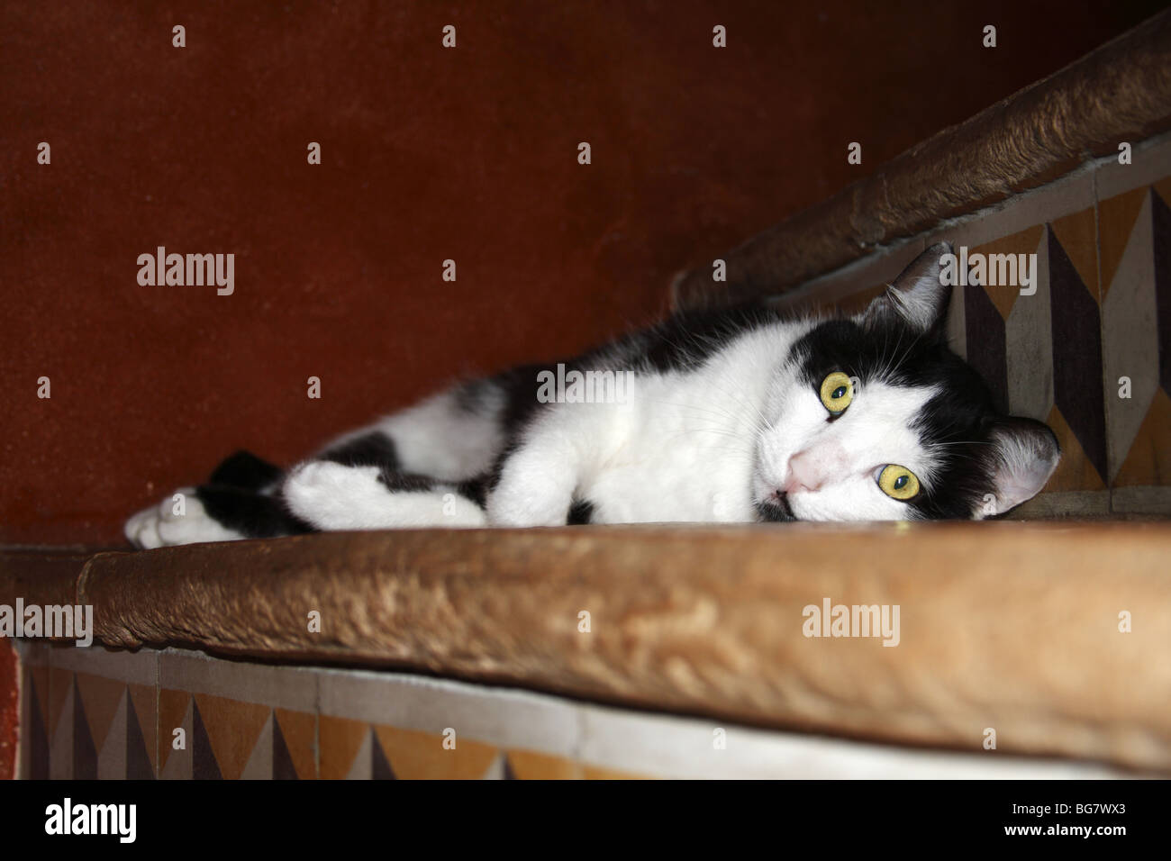 Black and white domestic cat on stairs Stock Photo - Alamy