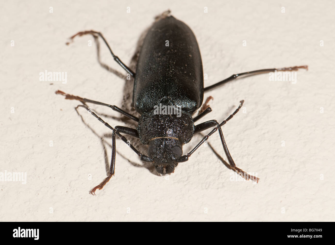 Shiny black beetle hi-res stock photography and images - Alamy