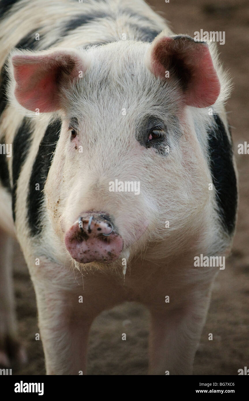 Iberian pigs in Jaén province, Spain Stock Photo - Alamy