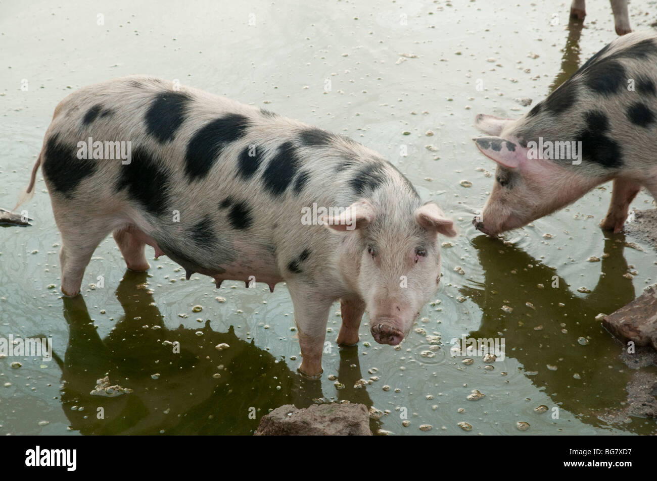 Iberian pigs in Jaén province, Spain Stock Photo - Alamy