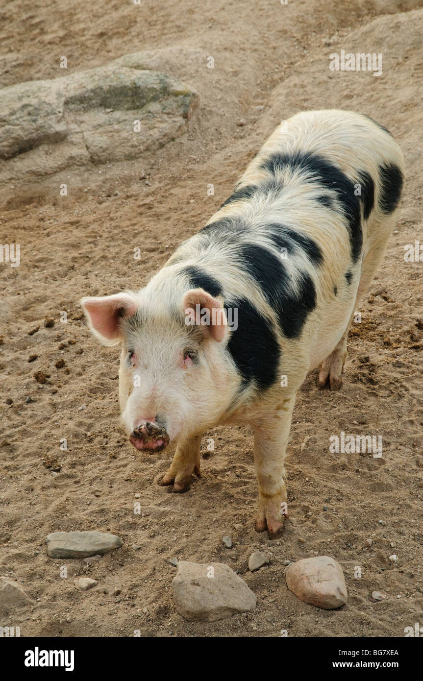 Iberian pigs in Jaén province, Spain Stock Photo - Alamy