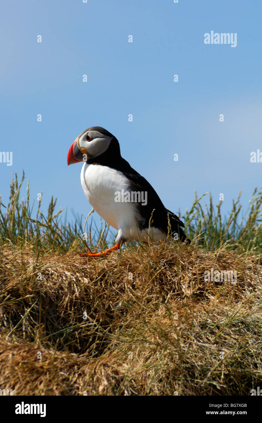 Puffin, Farne Islands UK, July 2009 Stock Photo - Alamy