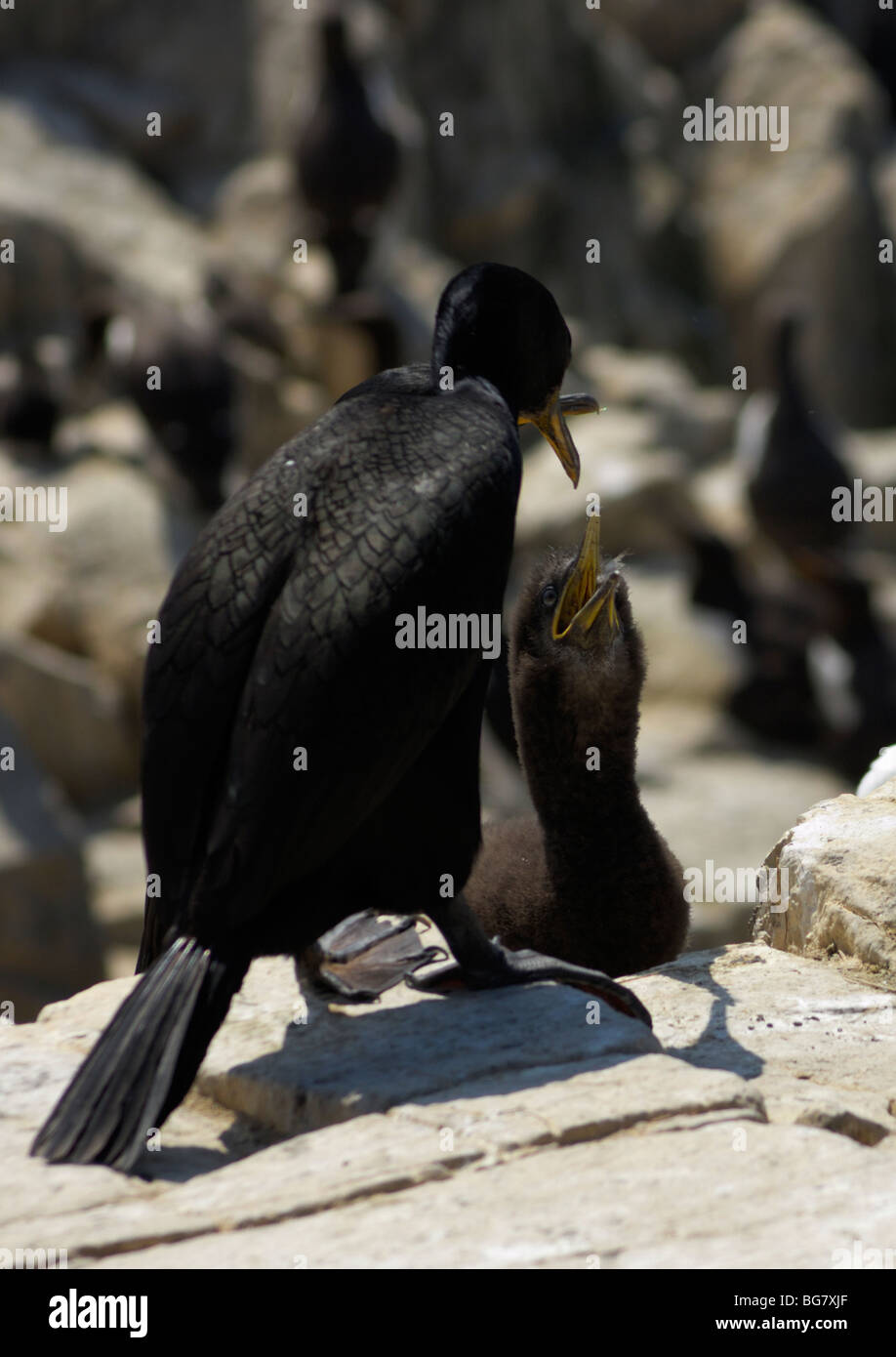 Juvenile shag uk hi-res stock photography and images - Alamy