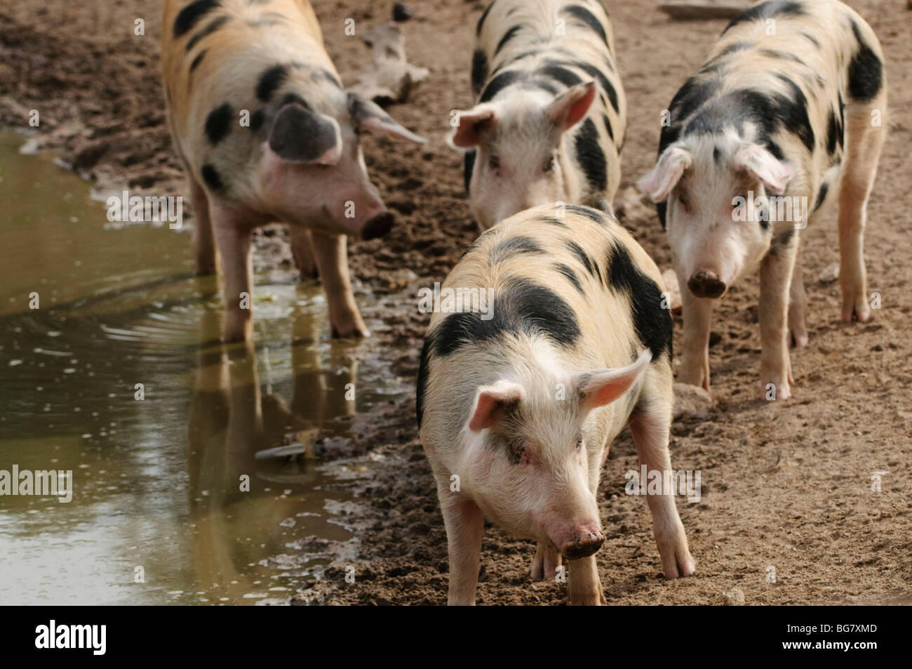 Iberian pigs in Jaén province, Spain Stock Photo - Alamy