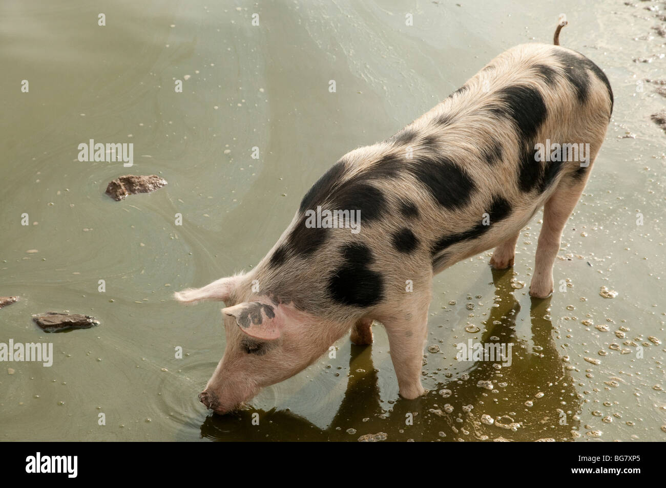 Iberian pigs in Jaén province, Spain Stock Photo - Alamy