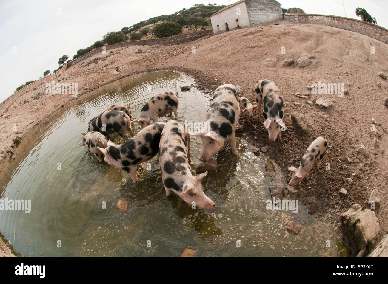 Iberian pigs in Jaén province, Spain Stock Photo - Alamy