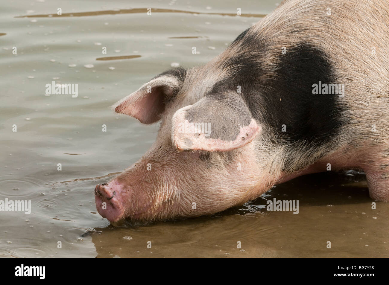 Iberian pigs in Jaén province, Spain Stock Photo - Alamy