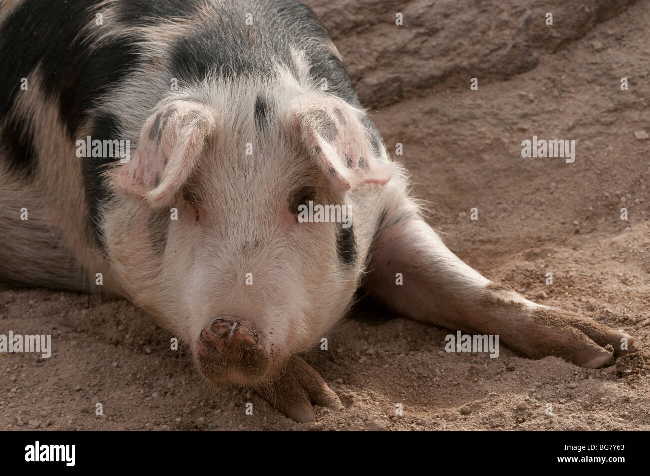Iberian pigs in Jaén province, Spain Stock Photo - Alamy