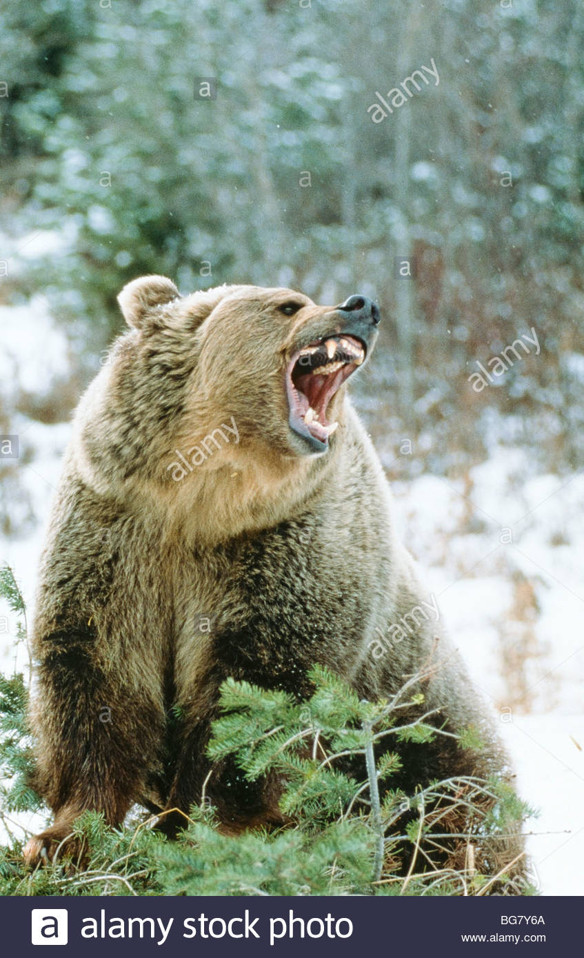 Snarling Stock Photos & Snarling Stock Images - Alamy