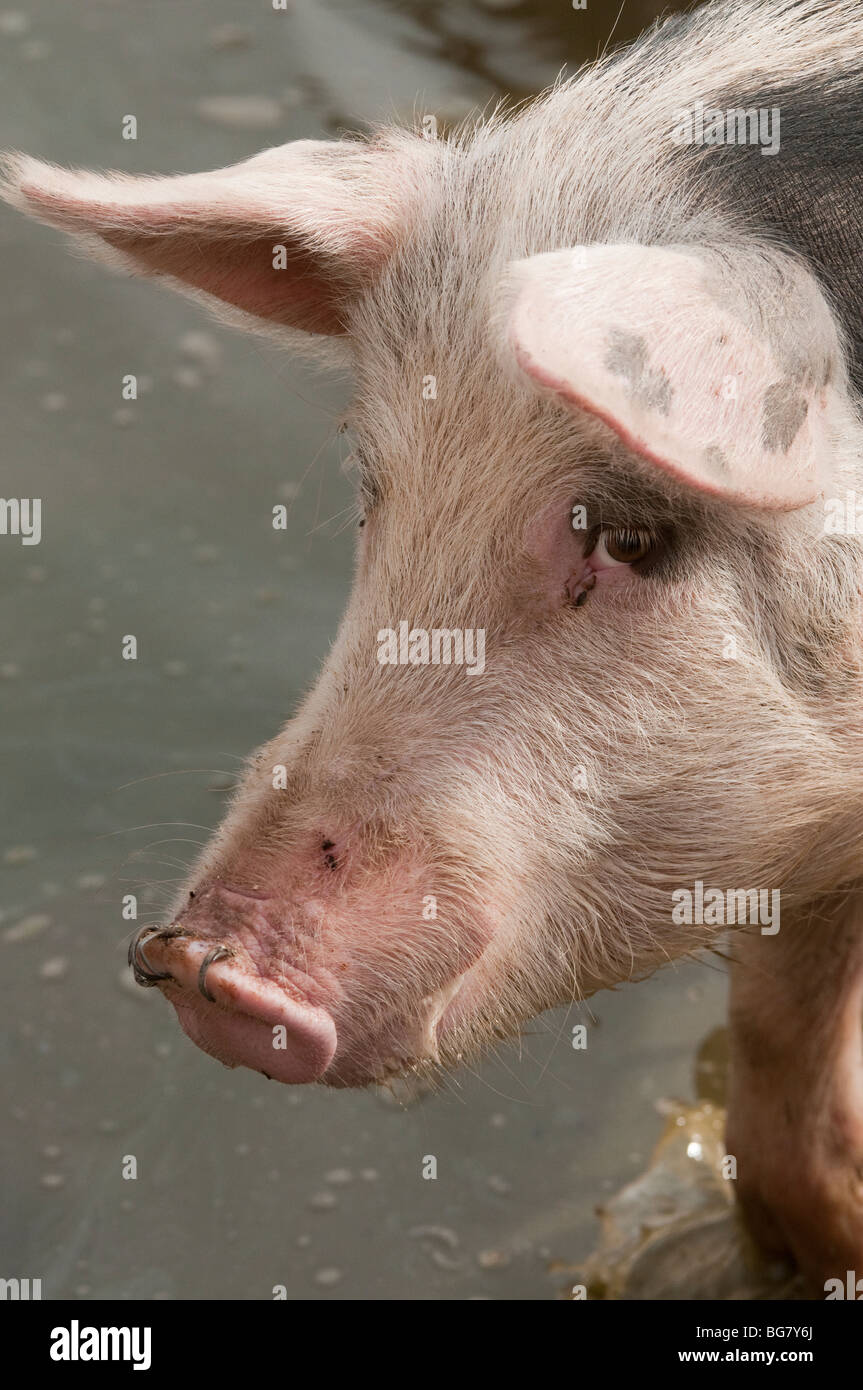 Iberian pigs in Jaén province, Spain Stock Photo - Alamy