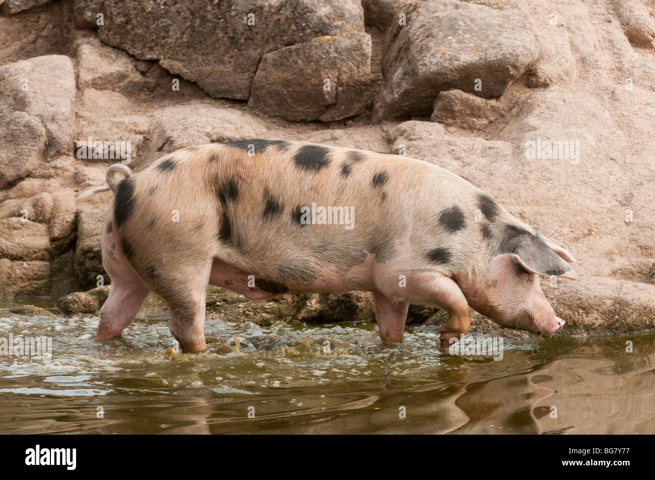 Iberian pigs in Jaén province, Spain Stock Photo - Alamy