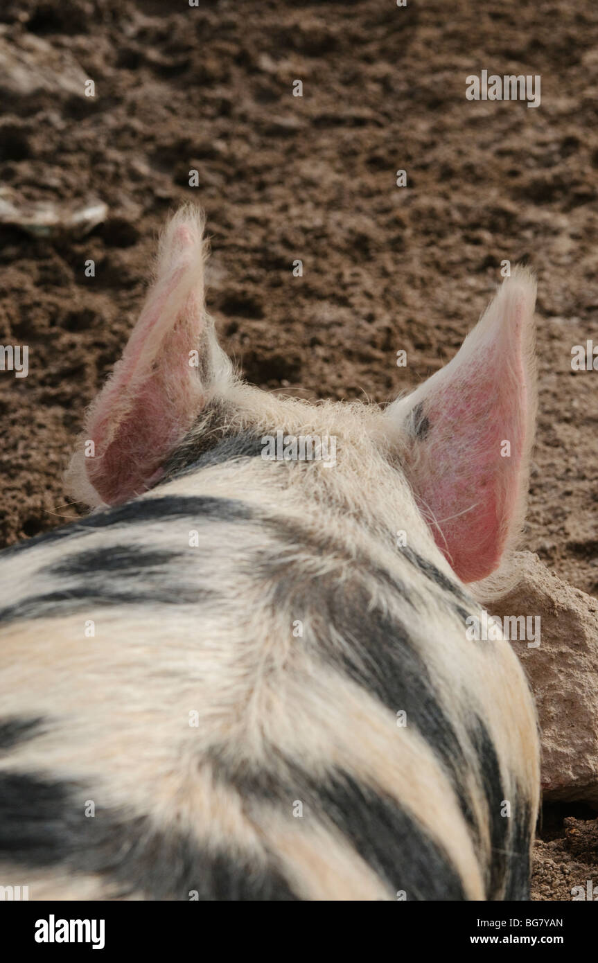 Iberian pigs in Jaén province, Spain Stock Photo - Alamy