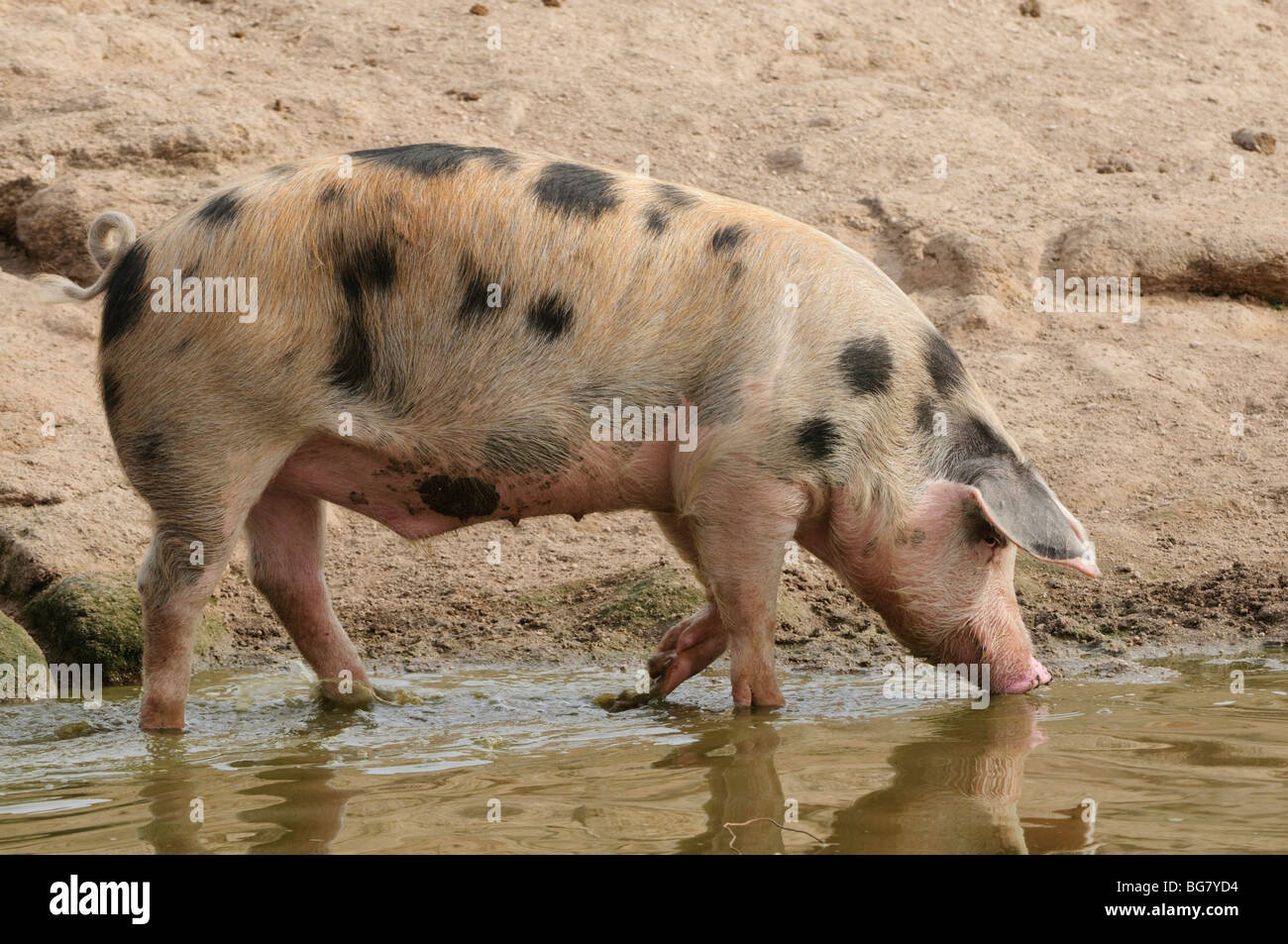 Iberian pigs in Jaén province, Spain Stock Photo - Alamy