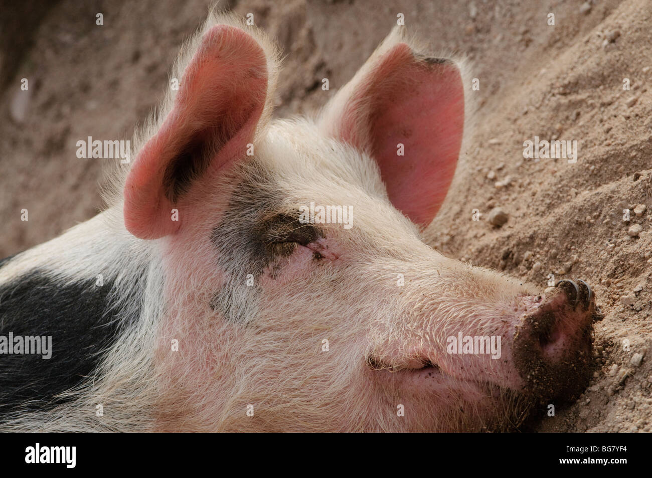 Iberian pigs in Jaén province, Spain Stock Photo - Alamy