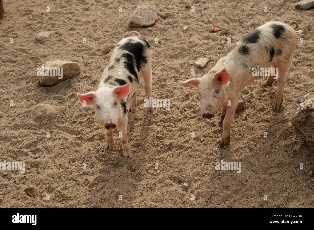 Iberian pigs in Jaén province, Spain Stock Photo - Alamy