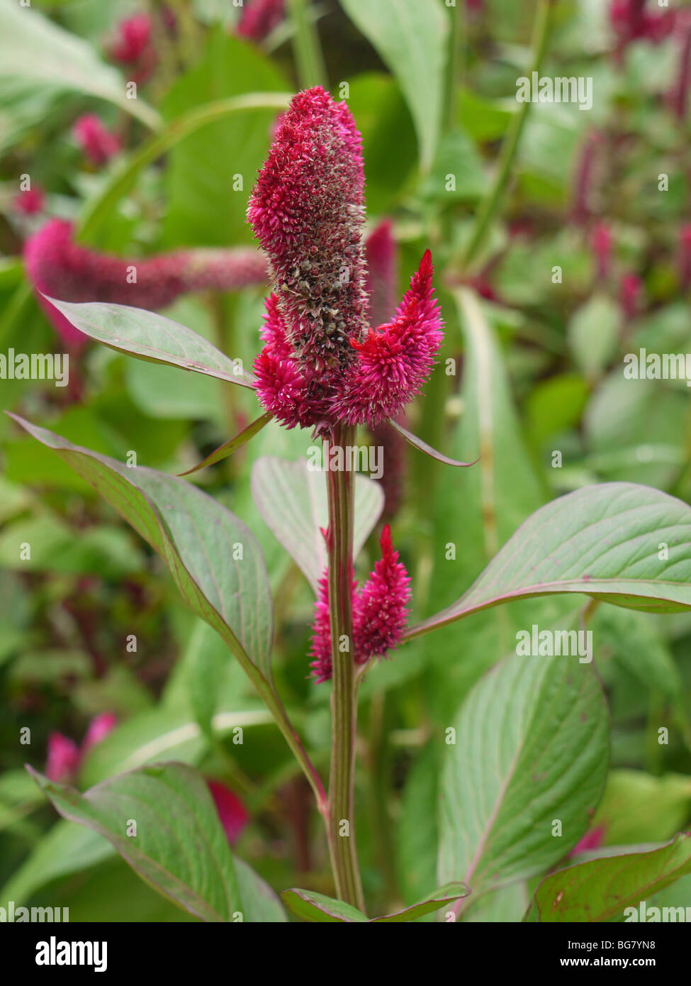 Turkey, Trabzon Province, red wildflower Stock Photo - Alamy