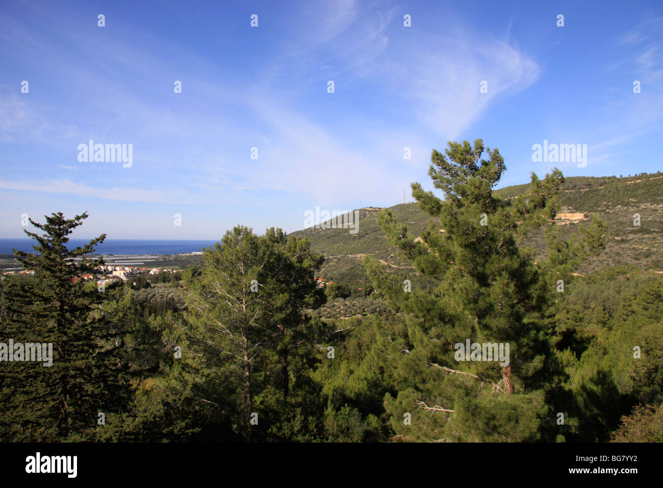 Israel, Hanita forest in the Upper Galilee Stock Photo - Alamy