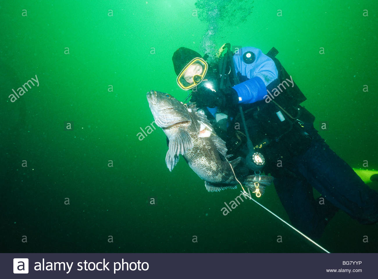 Ling Cod High Resolution Stock Photography and Images - Alamy
