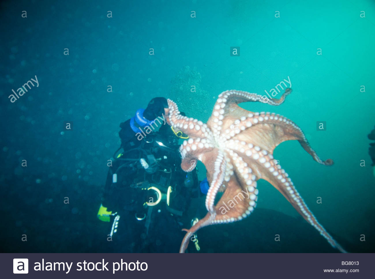 Giant Pacific Octopus Eye Stock Photos & Giant Pacific Octopus Eye ...